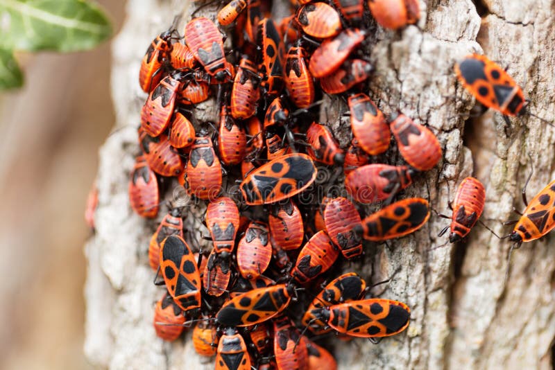 Firebugs Pyrrhocoris Apterus Stock Image - Image of pyrrhocoris ...
