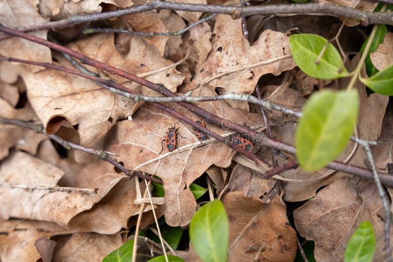 Firebugs (Pyrrhocoris Apterus) on Brown Leaves in Spring Stock Image ...