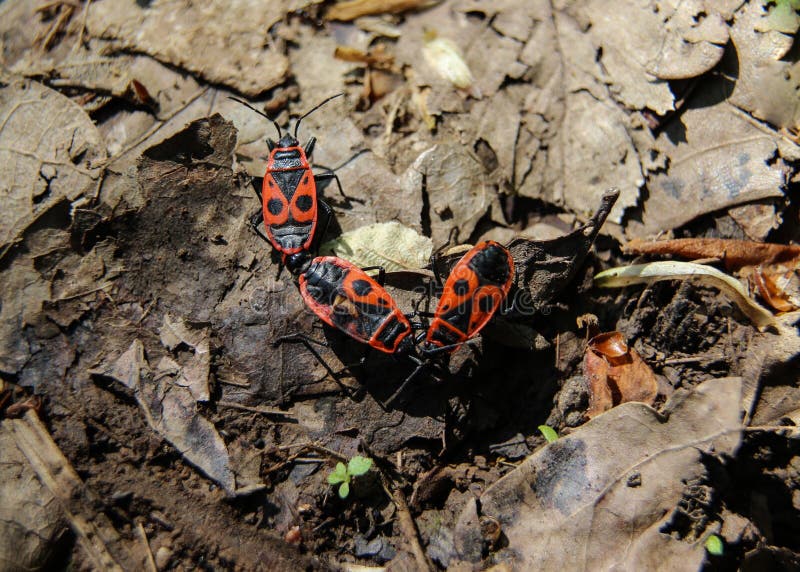 Firebugs Pyrrhocoris Apterus Stock Image - Image of nature, apterus ...