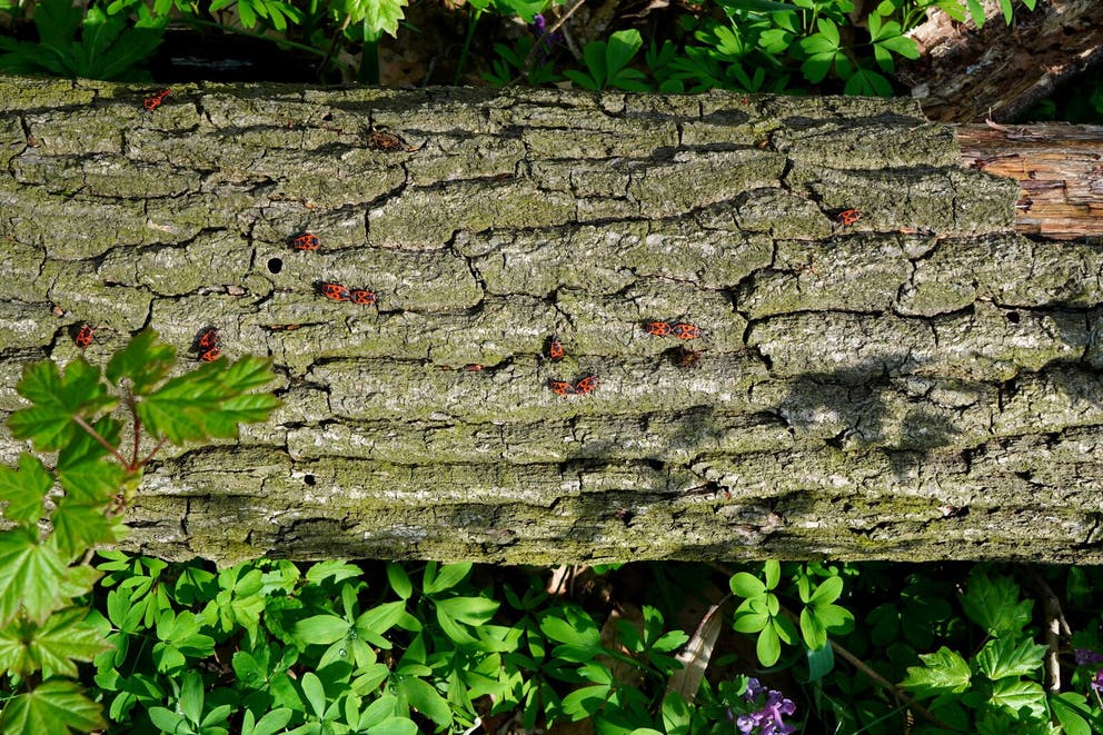 Firebugs Red Insects on Trunk of Downed Tree in a Forest in Spring ...
