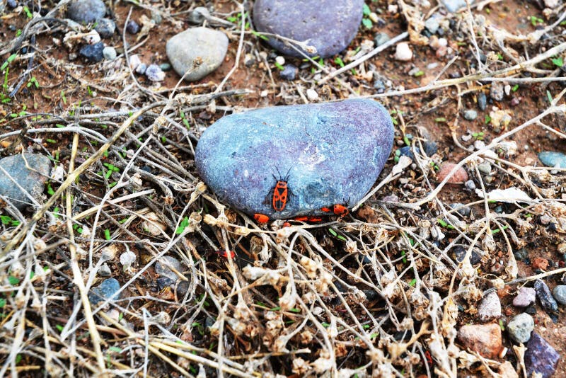 Bugs Morocco Stock Photos - Free & Royalty-Free Stock Photos from ...