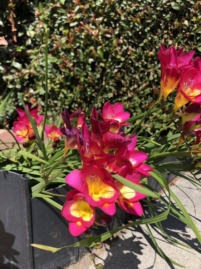 Purple Fireburst Stock Photos - Free & Royalty-Free Stock Photos from ...