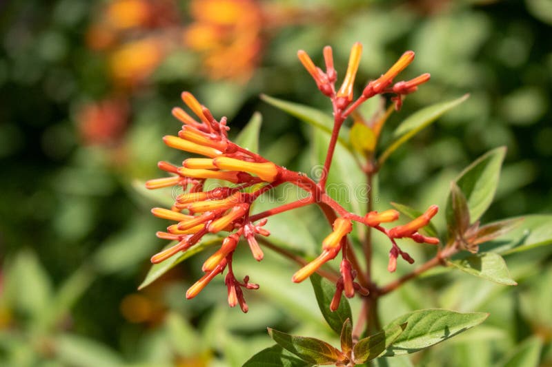 Orange Firebush in bloom stock image. Image of bloom - 271391137