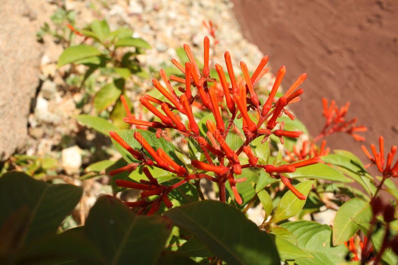 Firebush flowers 6274 stock photo. Image of blossoming - 229729266