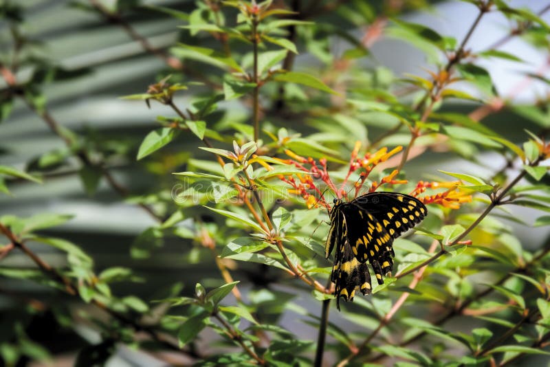 Firebush Forager stock photo. Image of butterfly, feeding - 231113522