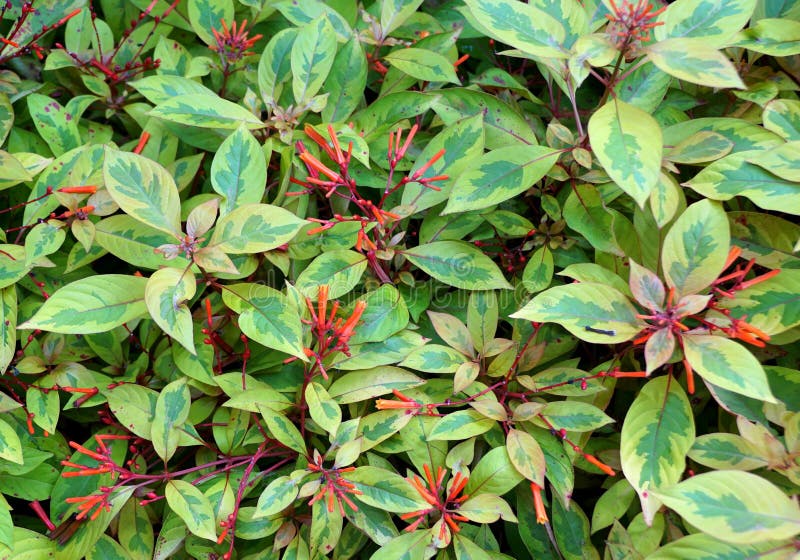 302 Firebush Photos - Free & Royalty-Free Stock Photos from Dreamstime