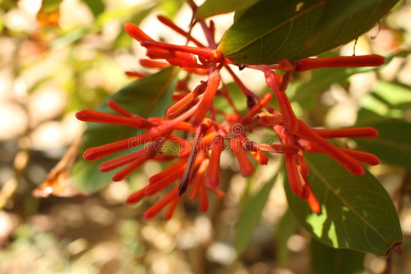 Firebush flowers 6283 stock photo. Image of decorative - 229729366