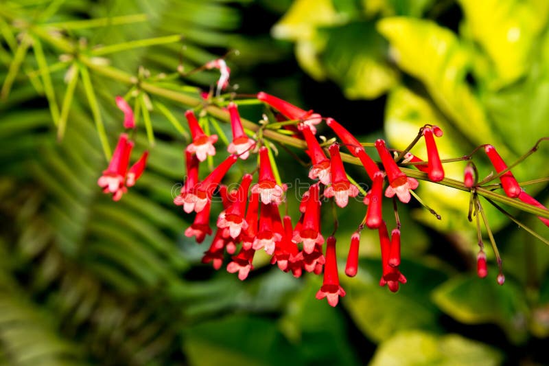Firecracker stock image. Image of mexico, native, shrub - 294253813