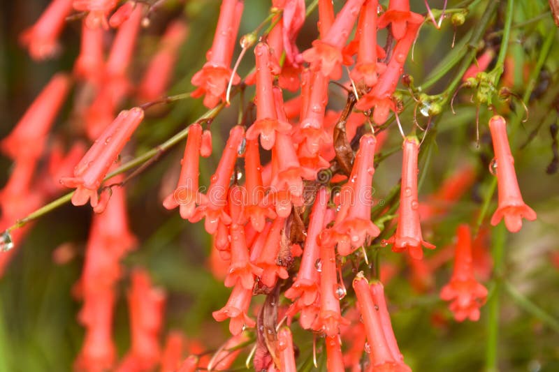Firecracker Coral Plant Red Flower Drop Water Garden Stock Photos ...