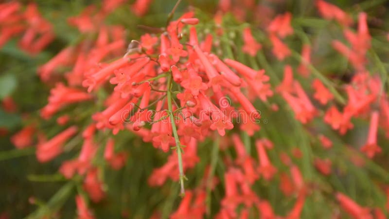 Firecracker or Coral Plant Red Flower with Drop of Water in Garden ...