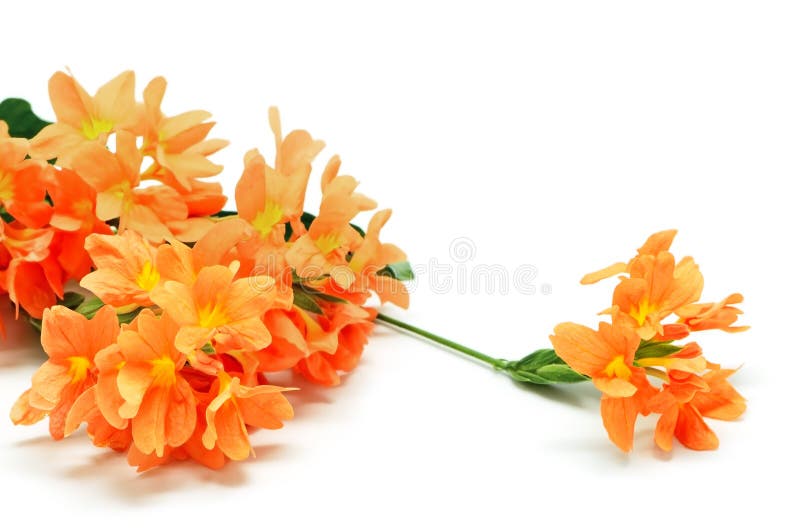 The Orange Firecracker Flower, Adobe Rgb Stock Photo - Image of floral ...