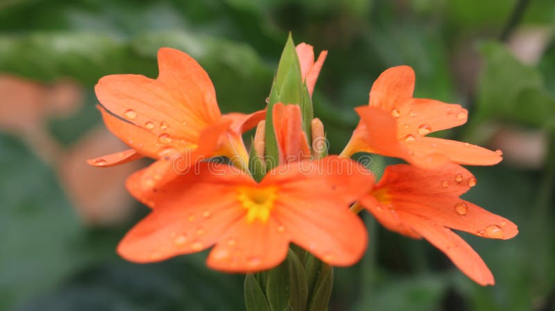 Firecracker Flower stock photo. Image of plants, flowers - 129583866