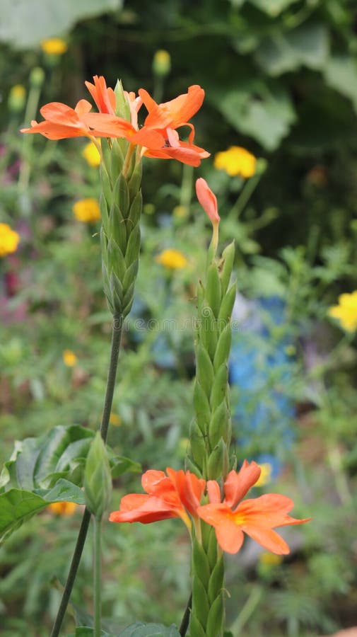 Firecracker Flower stock image. Image of flower, firecracker - 129583857