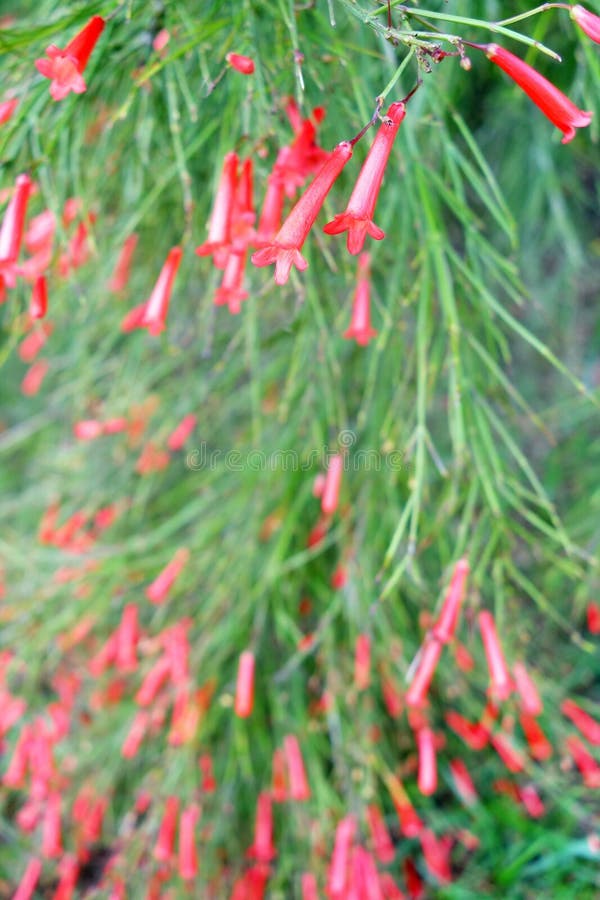 Red Blossoms of a Firecracker Plant Stock Photo - Image of russelia ...