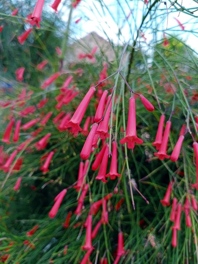 The Beautiful Firecracker Flower Stock Photo - Image of plant, firework ...