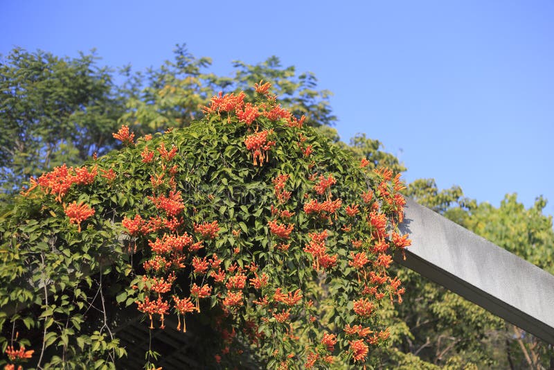 The firecracker flowers stock image. Image of orange - 40890309