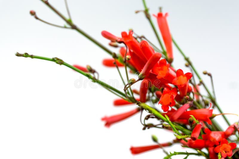 Firecracker flowers stock image. Image of fresh, redflowers - 73116757