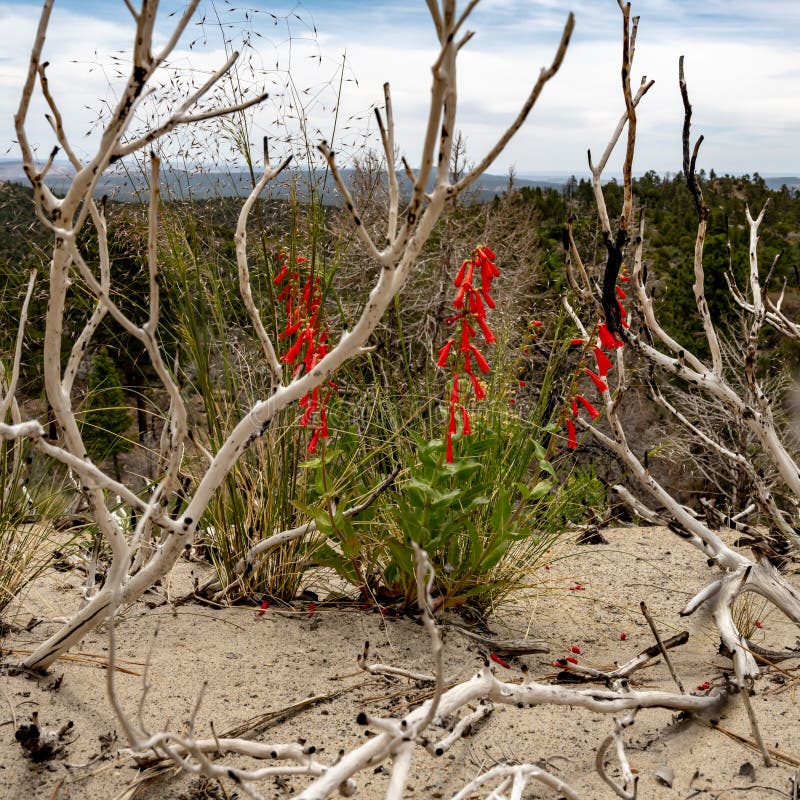 Firecracker Penstemon Grows through Dead Branches Stock Image - Image ...