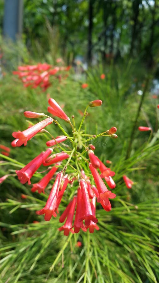 Firecracker plant stock photo. Image of firecracker, flowers - 51437906