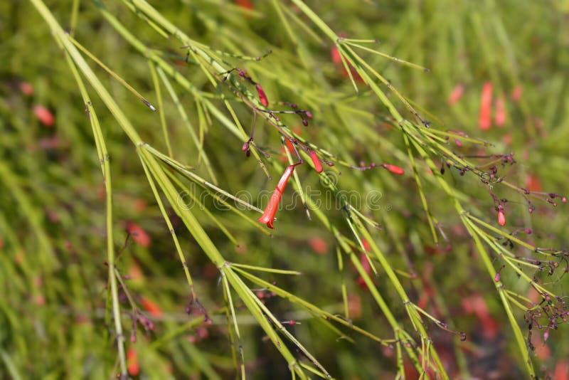 Firecracker plant stock image. Image of firecracker - 206303359