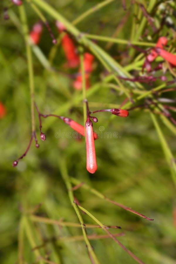 Firecracker plant stock image. Image of botany, plant - 208213109