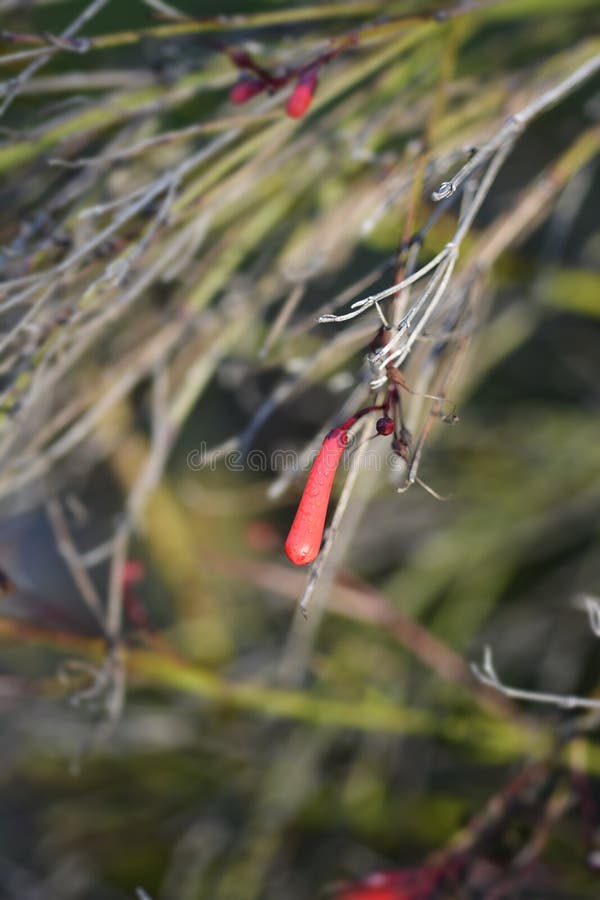 Firecracker plant stock image. Image of leaf, coral - 259237613