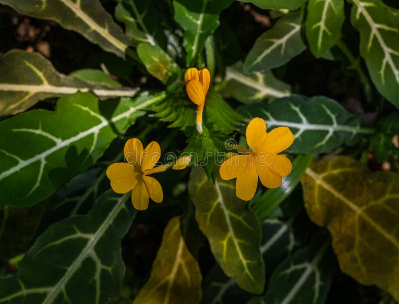 Very Nice Firecracker Plant, Firecracker Flower Crossandra Pungens ...