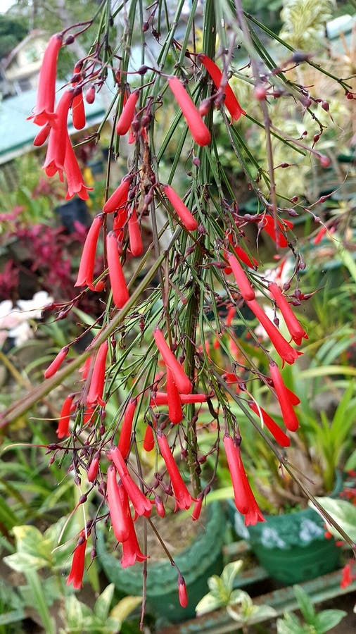 Firecracker plant flower stock photo. Image of firecracker - 96945848