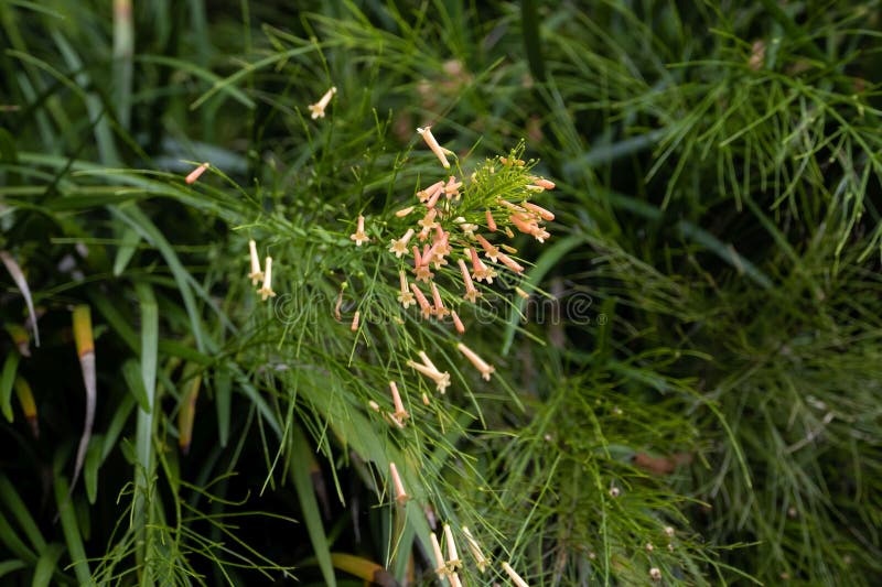 Firecracker Plant Flowers, Russelia Equisetiformis Stock Photo - Image ...