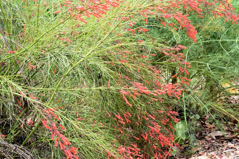 Firecracker Plant Growing and in Bloom Stock Photo - Image of pretty ...