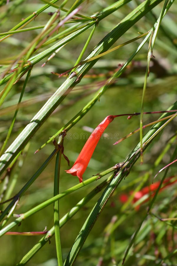 Firecracker plant stock photo. Image of botany, fountainbush - 170816564