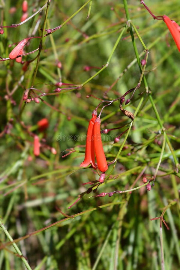 Firecracker plant stock photo. Image of garden, russelia - 171007306