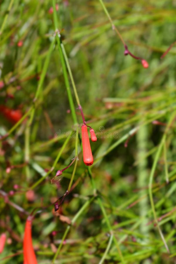 Firecracker plant stock image. Image of nature, leaf - 171299563