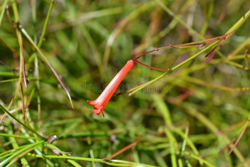 Firecracker plant stock photo. Image of close, firecracker - 171560294