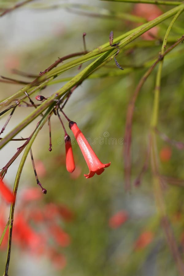 Firecracker plant stock photo. Image of close, garden - 184600632