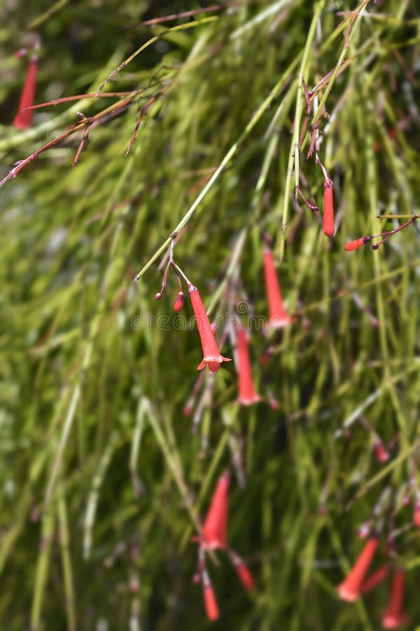 Firecracker plant stock image. Image of leaf, fountainbush - 206862485