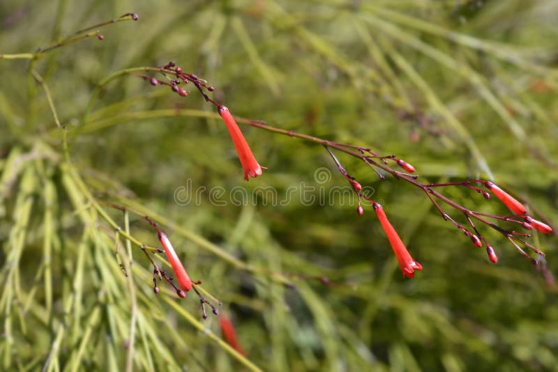 Firecracker plant stock image. Image of coral, garden - 241100231