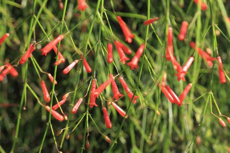 Red Blossoms of a Firecracker Plant Stock Photo - Image of russelia ...