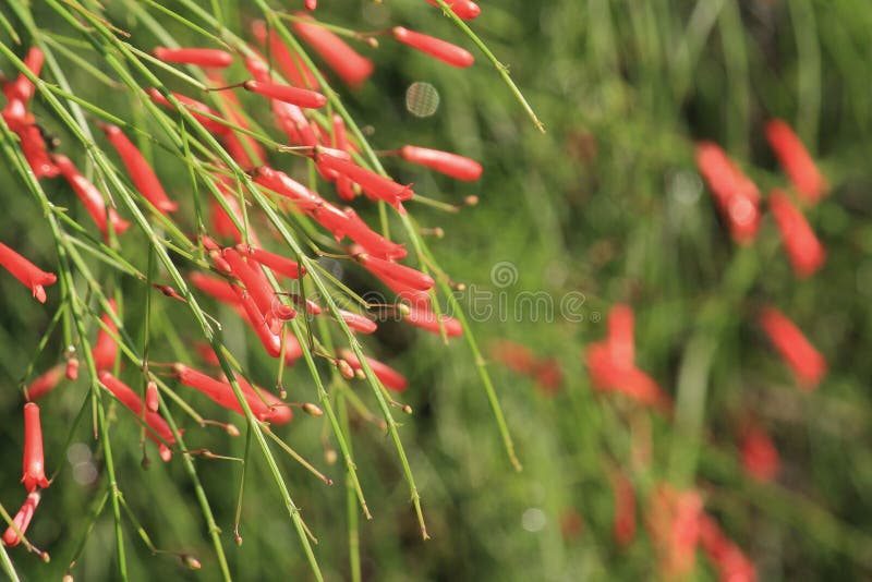 Red Blossoms of a Firecracker Plant Stock Photo - Image of russelia ...