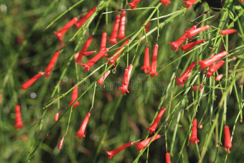 Firecracker Plant, Russelia Equisetiformis Stock Image - Image of ...