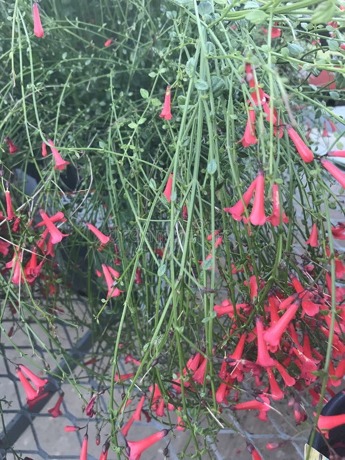 Red Firecracker Fern Flowers with Vivid Red Petal Leaves on Blue ...
