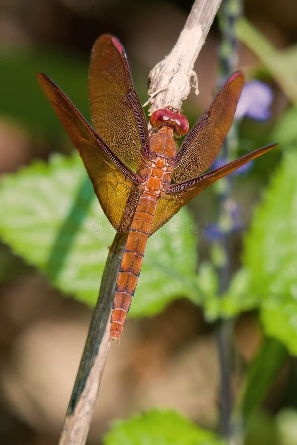 Firecracker Skimmer stock image. Image of fire, streams - 22603045