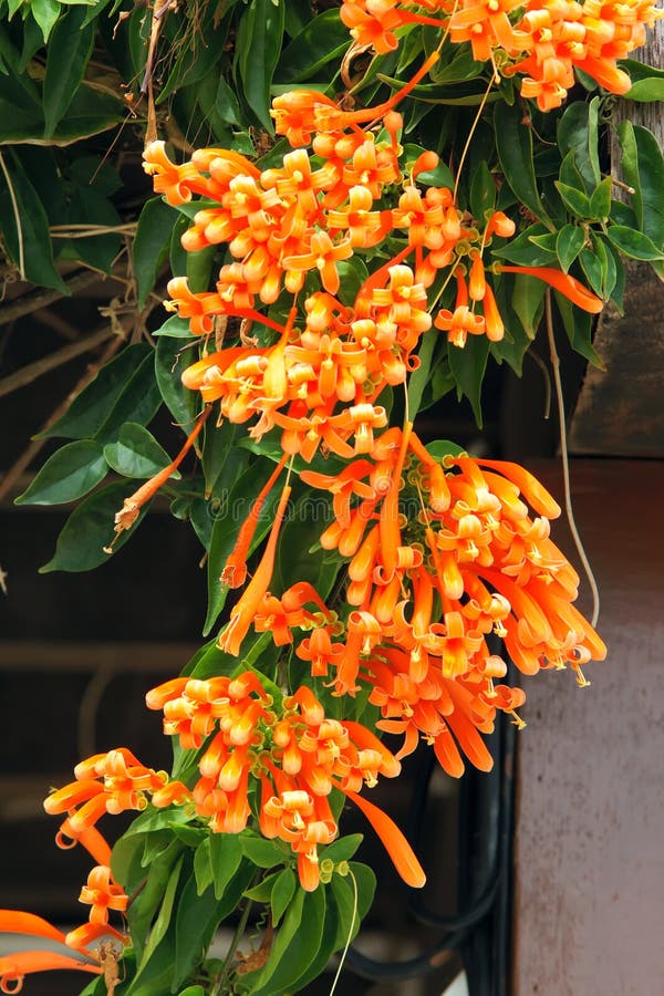 Firecracker Vine flowers stock image. Image of cracker - 39824421