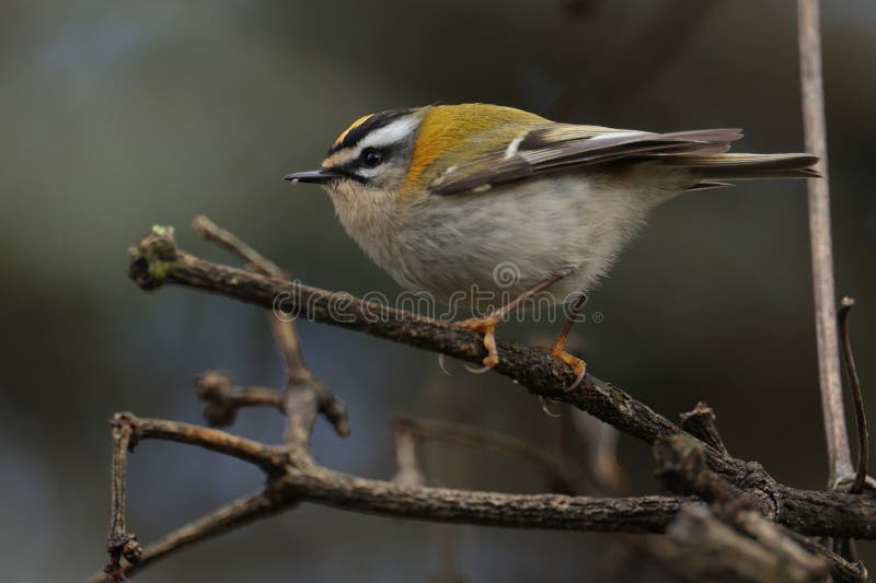 Firecrest Displaying Its Crest. Stock Photo - Image of winter, beak ...