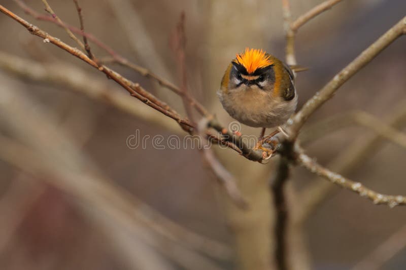 Firecrest Displaying Its Crest. Stock Photo - Image of twig, bird ...