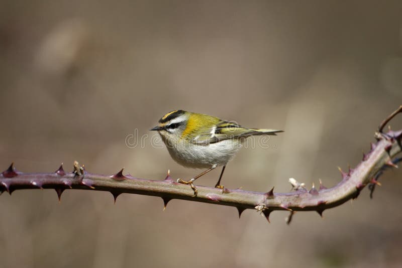 Red Kite (Milvus milvus) stock photo. Image of freedom - 14705274