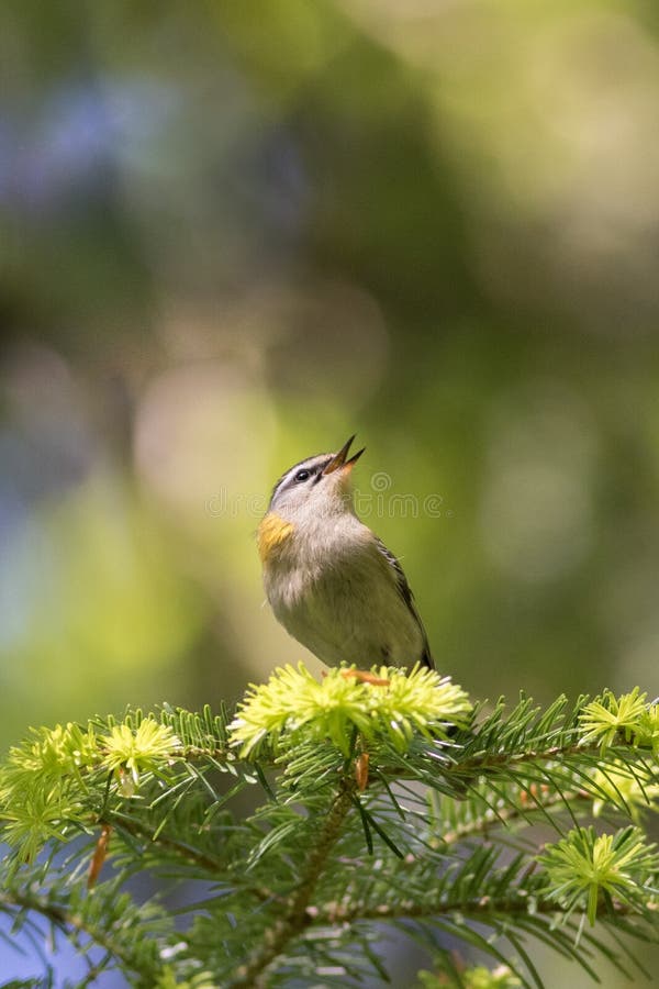 Firecrest Singing Regulus Ignicapilla Stock Photo - Image of colours ...