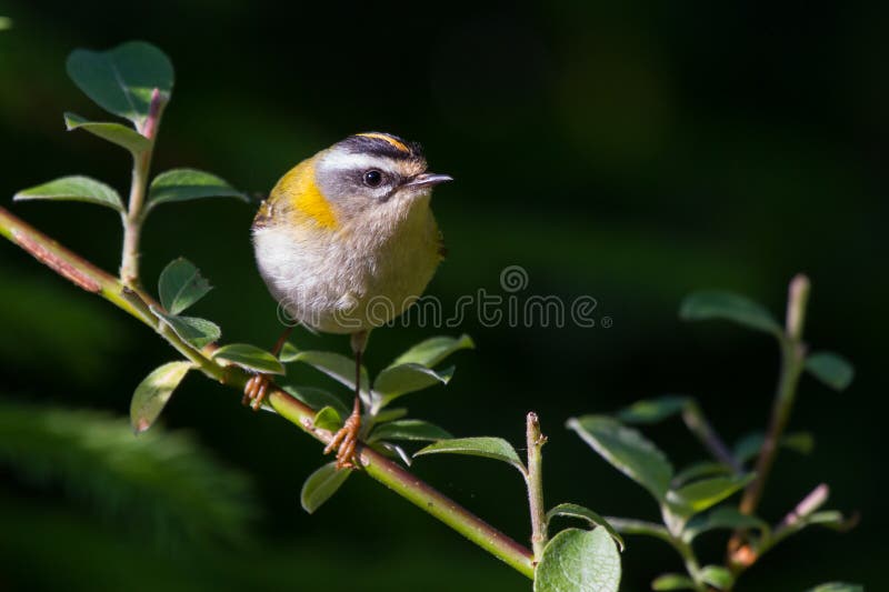 277 Firecrest Stock Photos - Free & Royalty-Free Stock Photos from ...