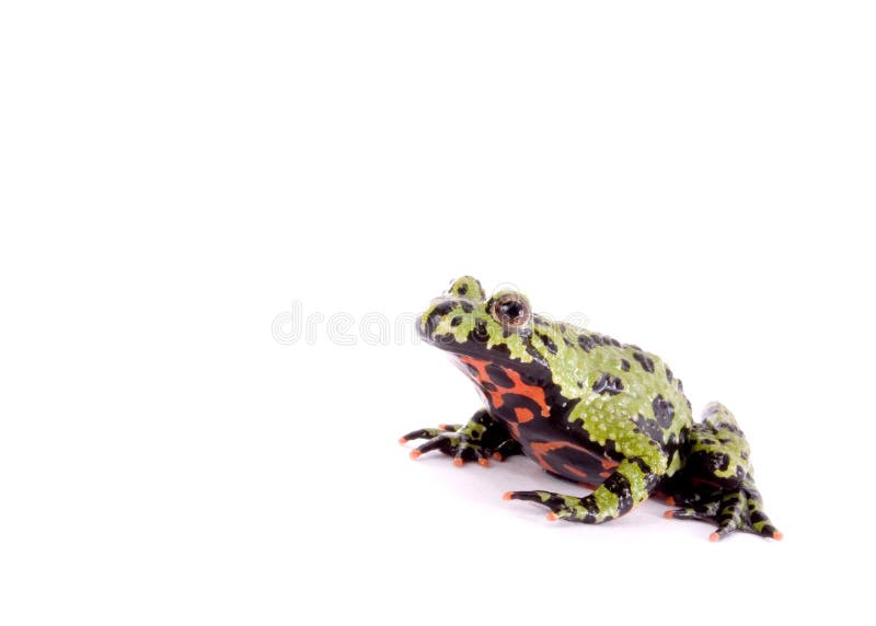 Fired Bellied Frog stock photo. Image of portrait, amphibia - 1423976
