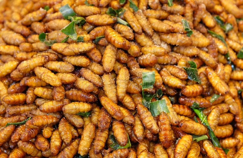 Cooked Silk Worms to Eat stock photo. Image of tasty - 123019804